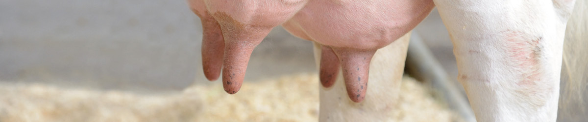 DLG TestService: Certification of udder hygiene products
