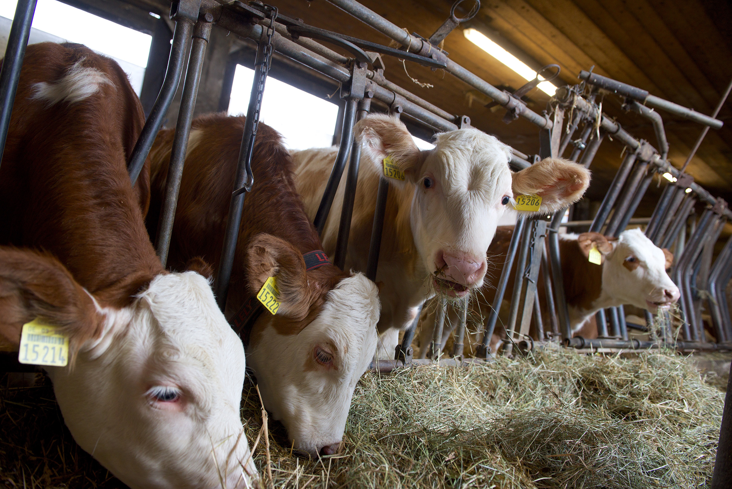 DLG TestService: Livestock technology